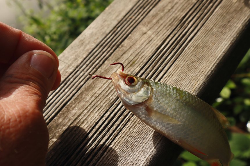 Le sandre au posé, une technique intemporelle - Peche et Poissons ...